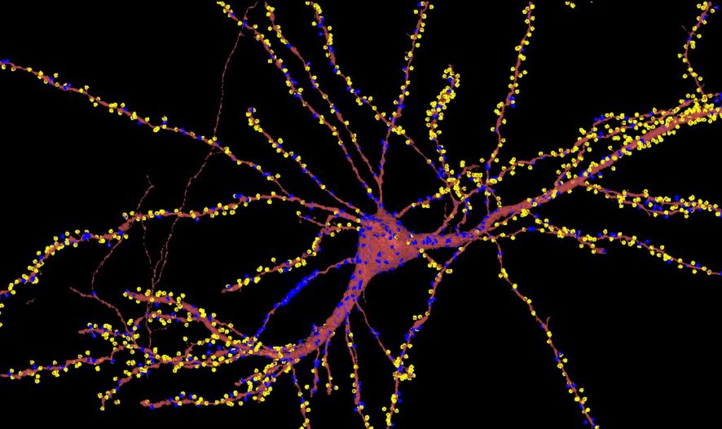 Quand des reconstitutions spectaculaires des neurones du cortex humain ...